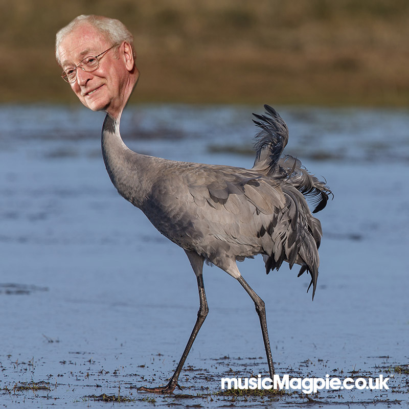 Can you guess the names of these celebrity birds? | musicMagpie Blog