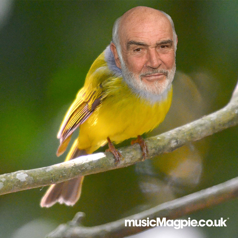 Can you guess the names of these celebrity birds? | musicMagpie Blog